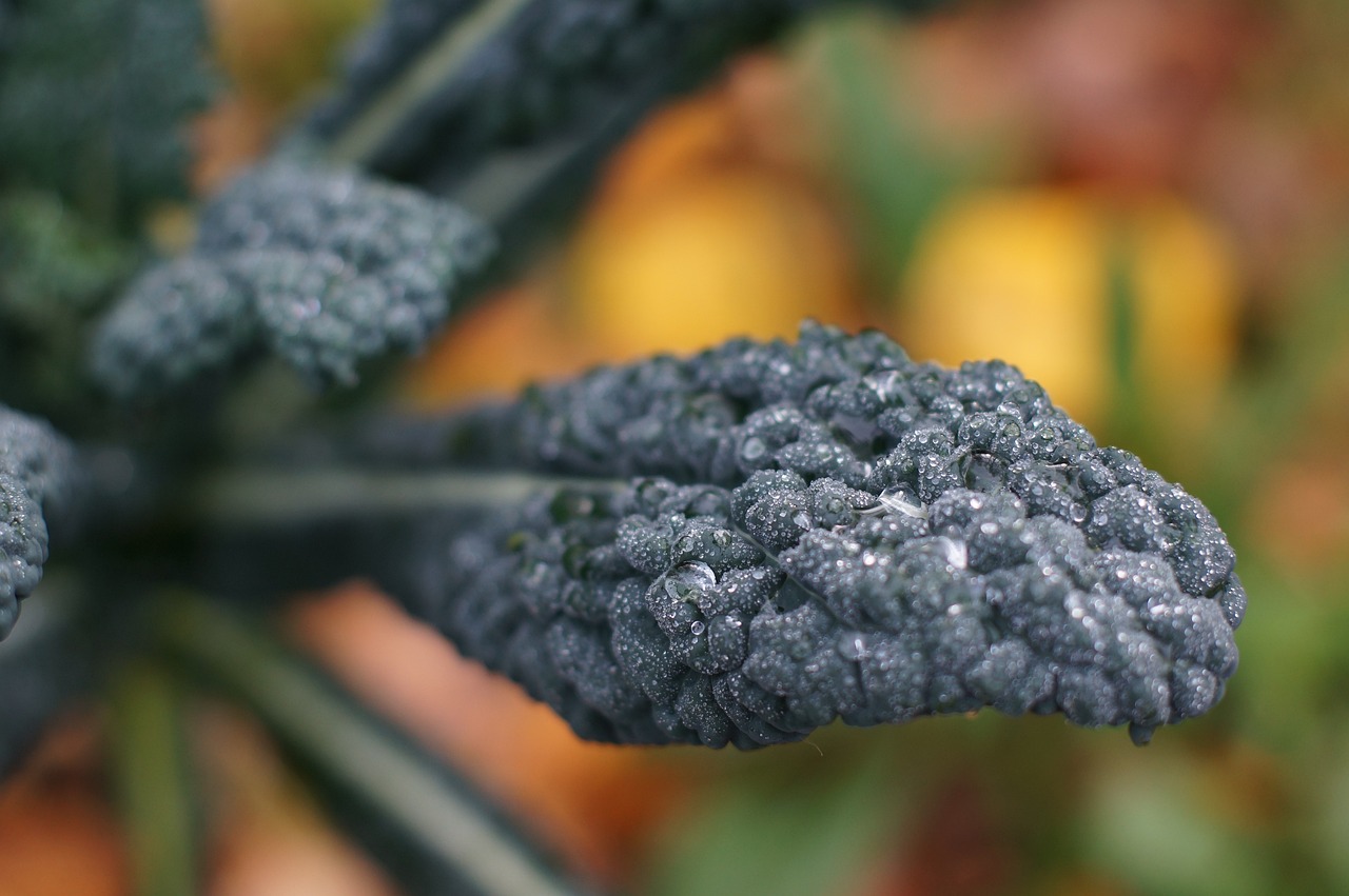 Todo lo que tienes que saber sobre la kale - Nutrición - NaturaSì